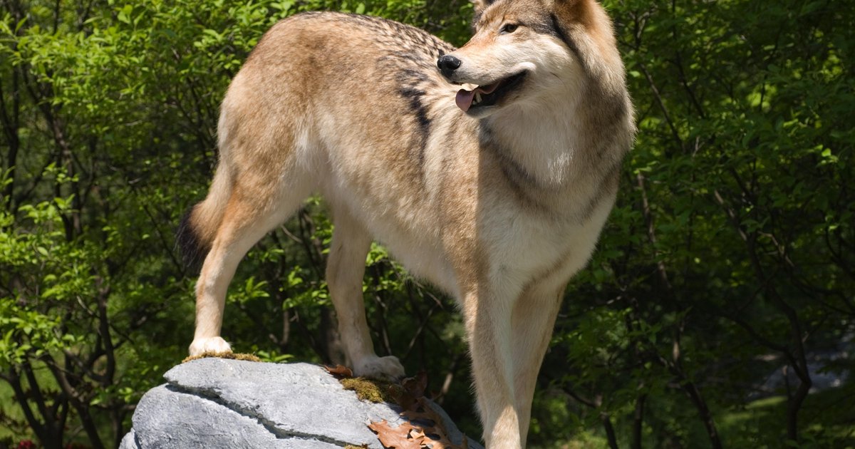Grey Wolf, Canis lupus Alaska - The Bruce Museum