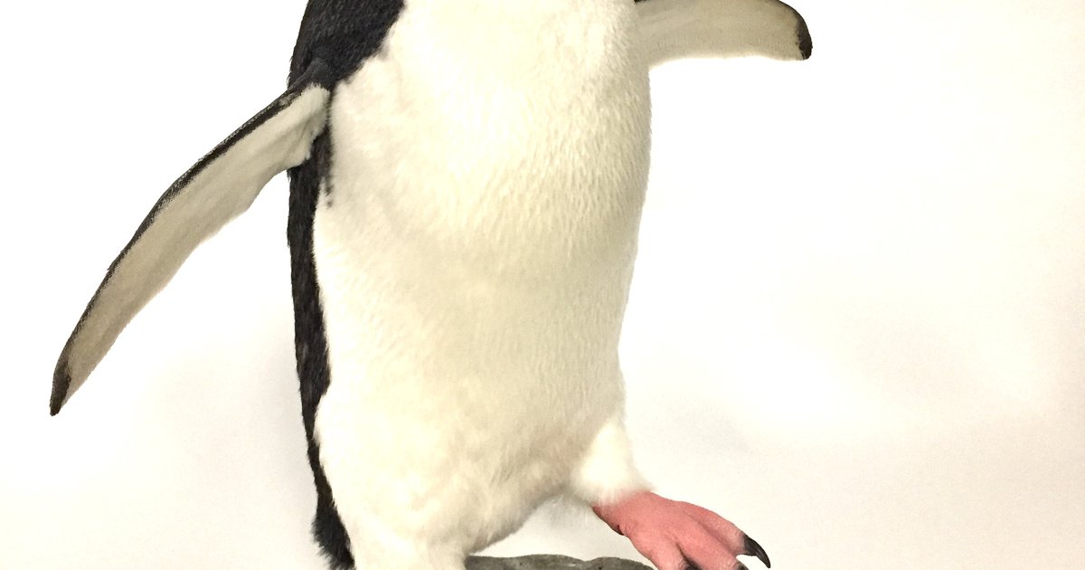 Adélie Penguin, Pygoscelis adelie - The Bruce Museum