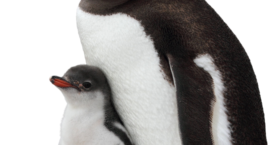 Bruce Beginnings: Animal Parents - The Bruce Museum