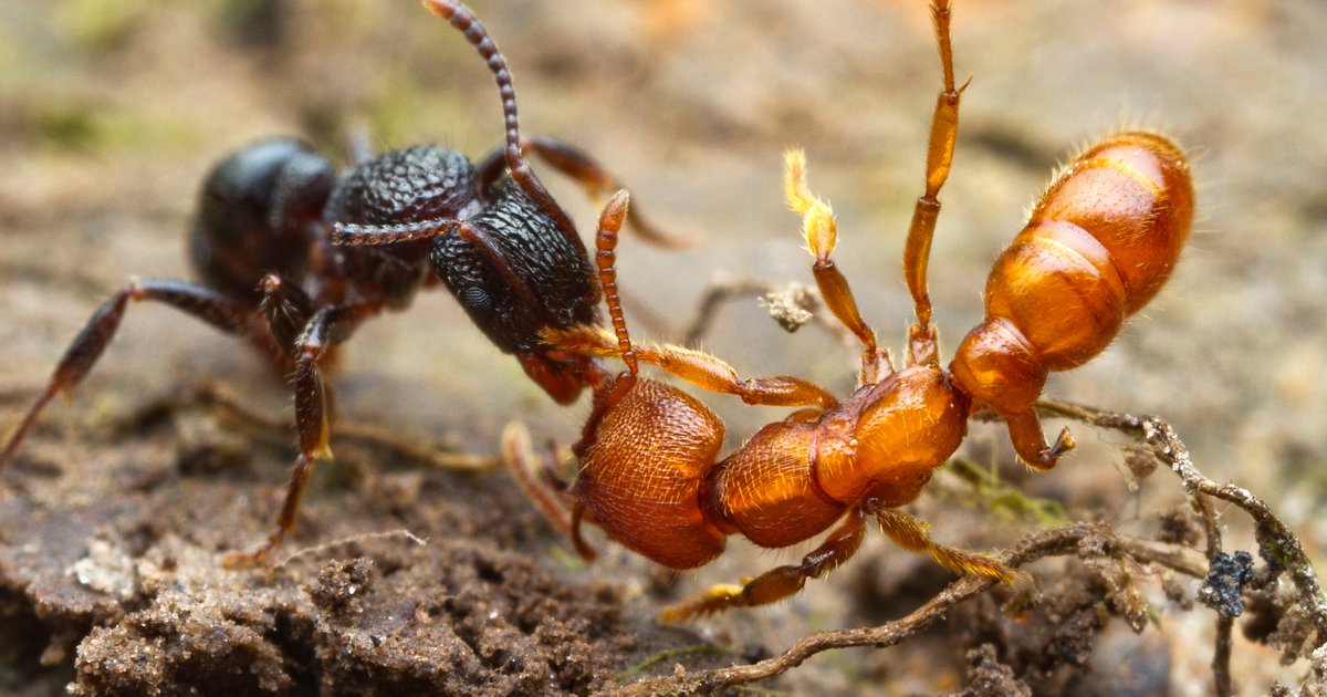 Ants: Tiny Creatures, Big Lives - The Bruce Museum
