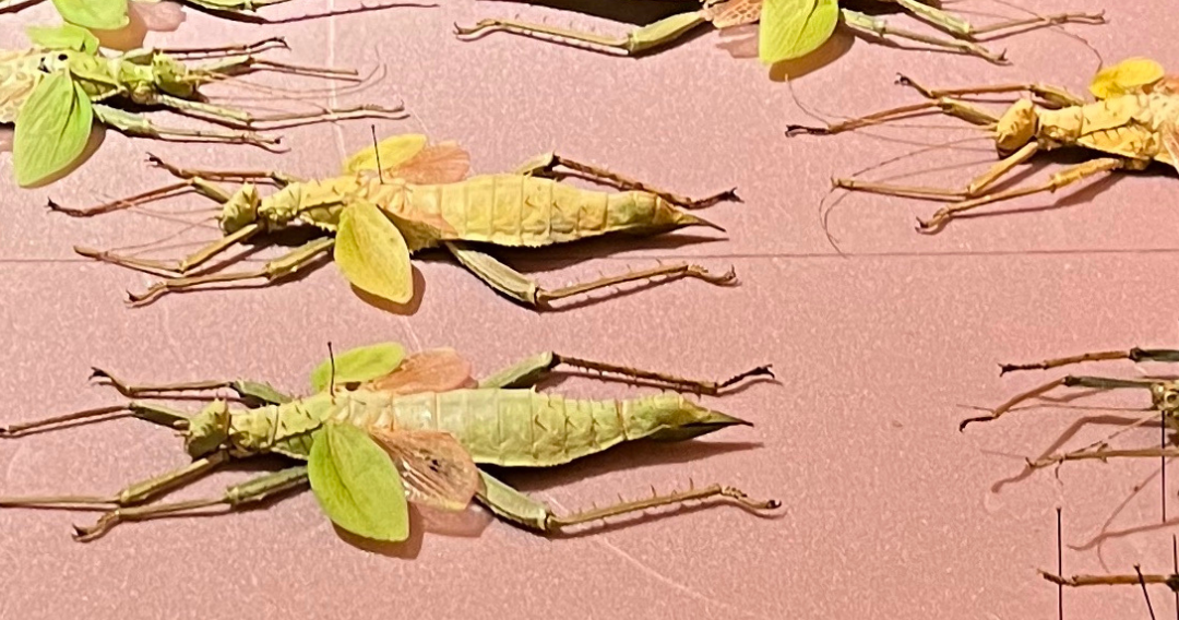 Art Adventures: Repeating Patterns - The Bruce Museum