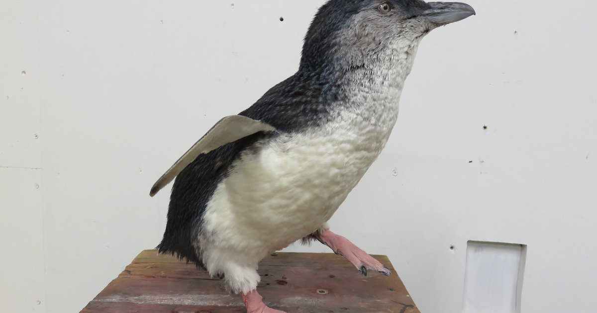 Australian Little Penguin, Eudyptula minor - The Bruce Museum
