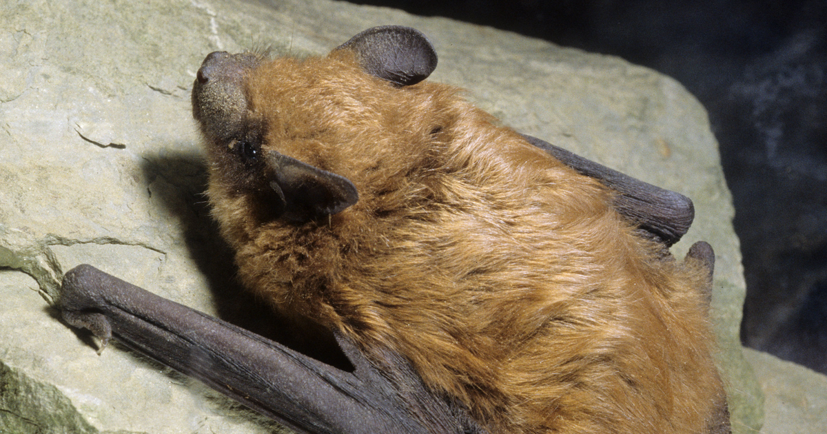 Fred Elser First Sunday Science: Tracking Connecticut’s Bats - The ...