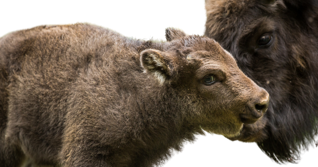 Bruce Beginnings: Bison Buddies - The Bruce Museum