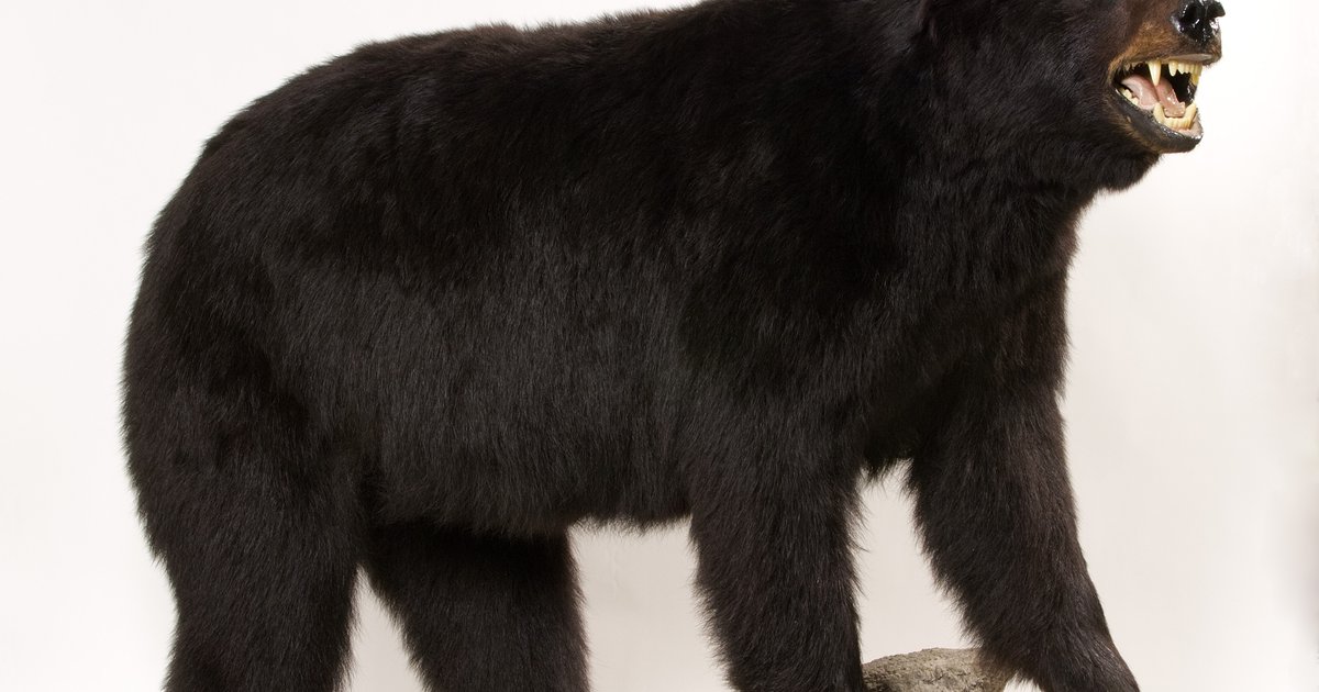 Black Bear, Ursus americanus - The Bruce Museum