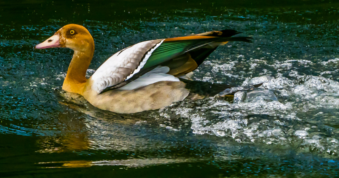 Bruce Beginnings Junior: Animals on Land and Water - The Bruce Museum