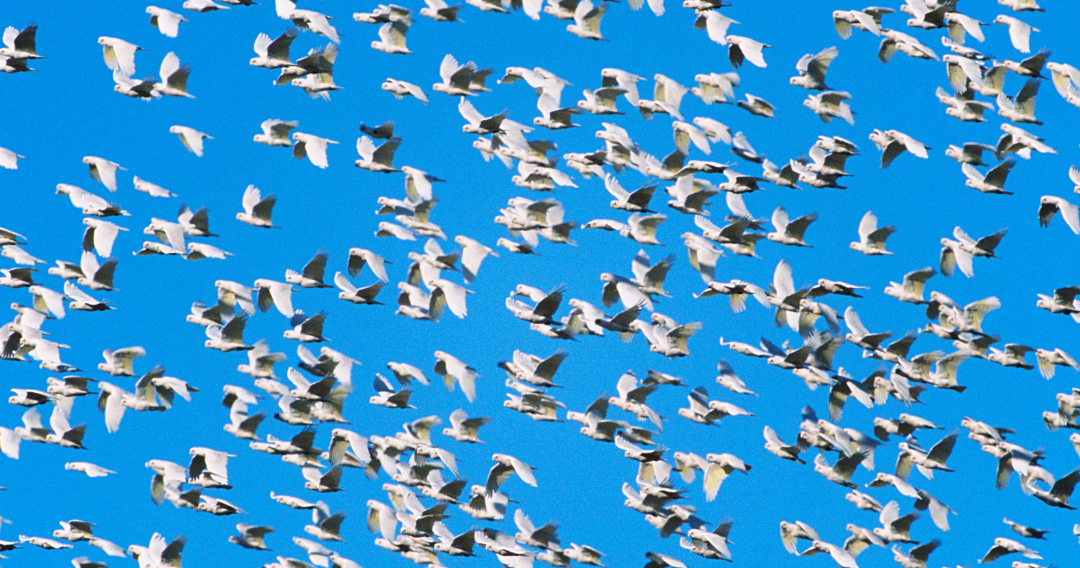 Bruce Beginnings Junior: Bye Birds! Bird Migration - The Bruce Museum