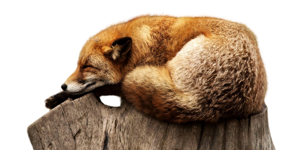 Bruce Beginnings Junior: Sleepy Animals - The Bruce Museum