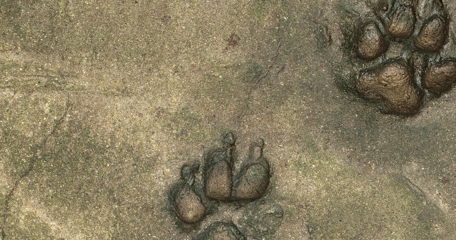 CANCELED: Bruce Beginnings: Alaskan Animal Footprints - The Bruce Museum