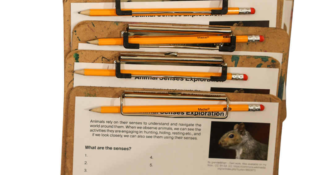 Bruce Beginnings: Animal Explorers - The Bruce Museum