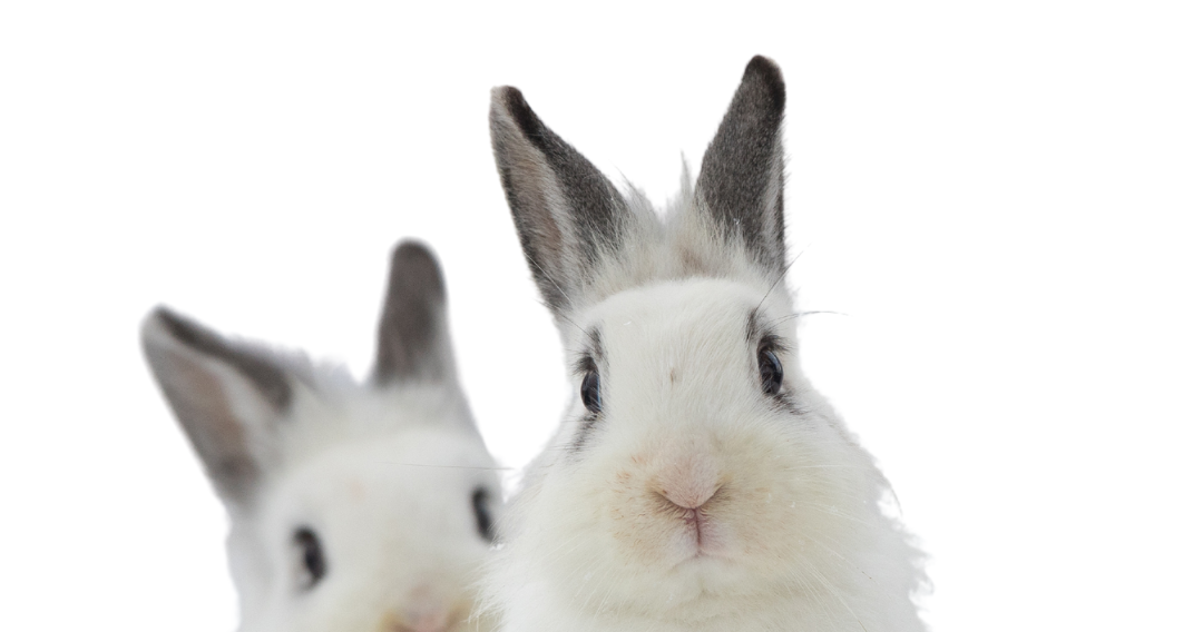 Bruce Beginnings: Bunny Rabbits - The Bruce Museum