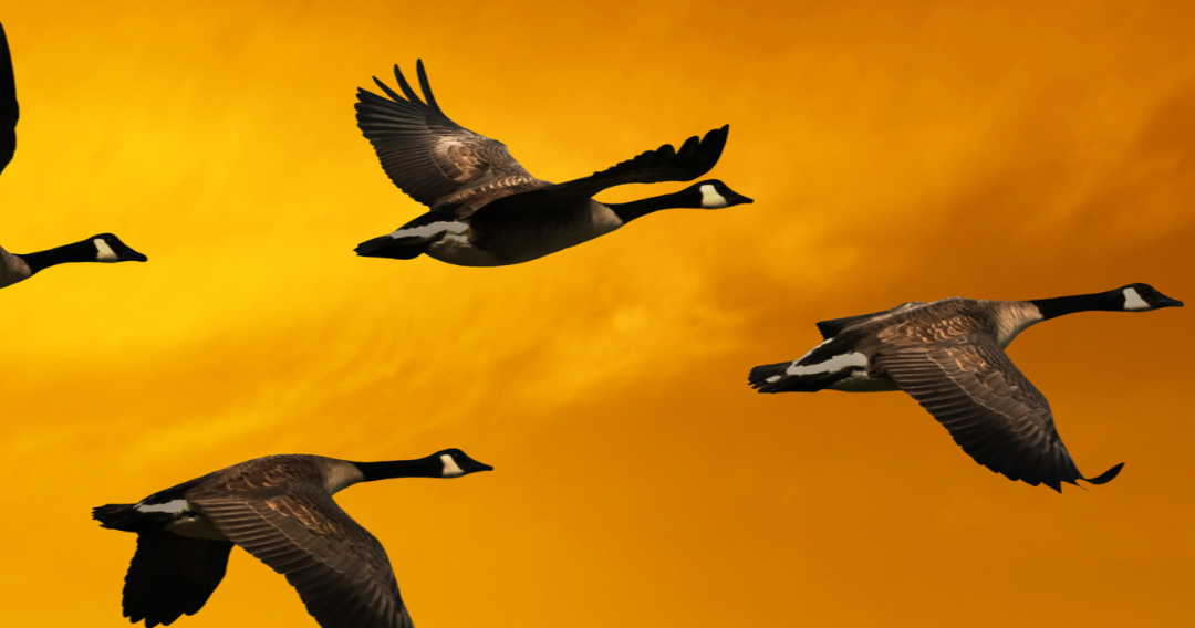 Bruce Beginnings: Bye Birds! Bird Migration - The Bruce Museum