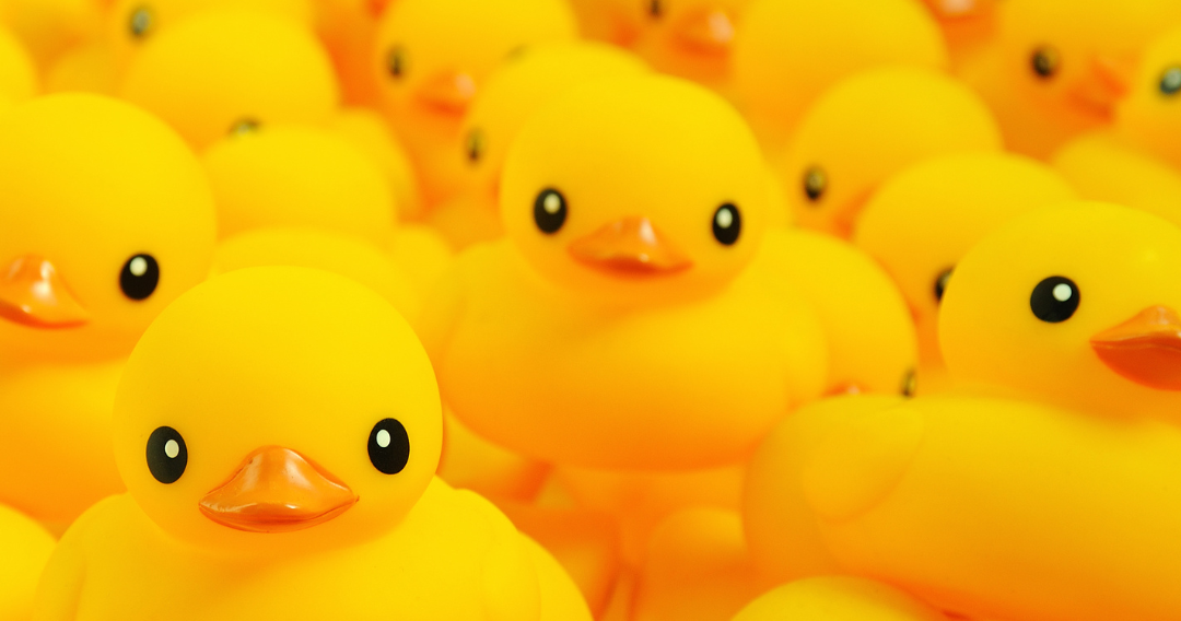 Bruce Beginnings: Ducks Galore - The Bruce Museum