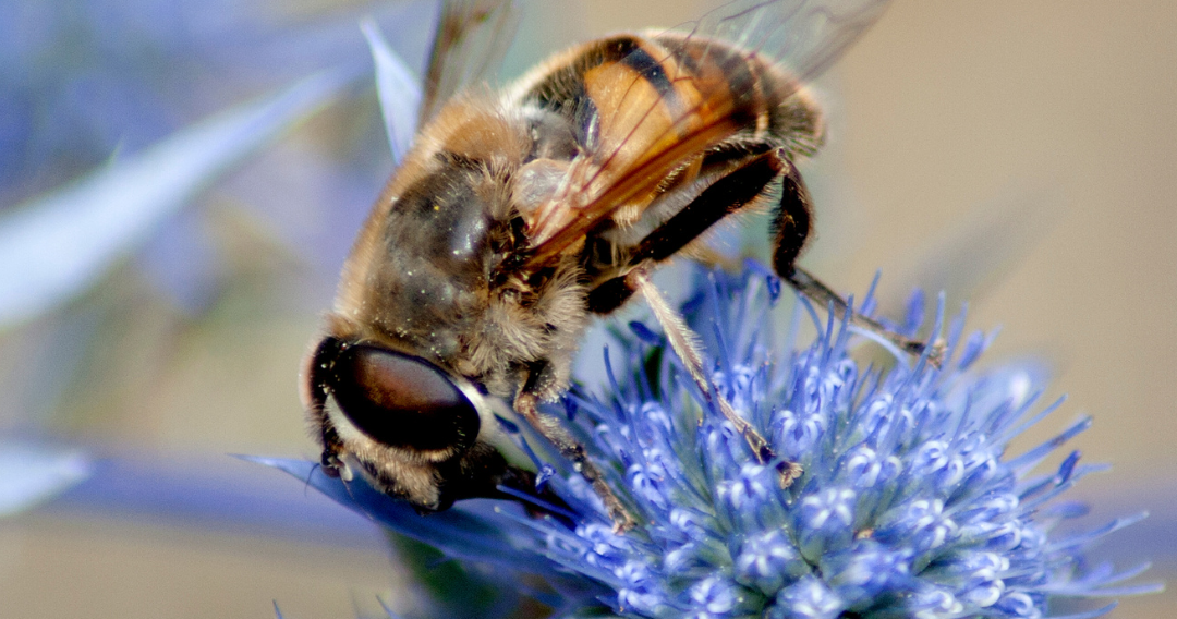 Bruce Beginnings: Powerful Pollinators - The Bruce Museum