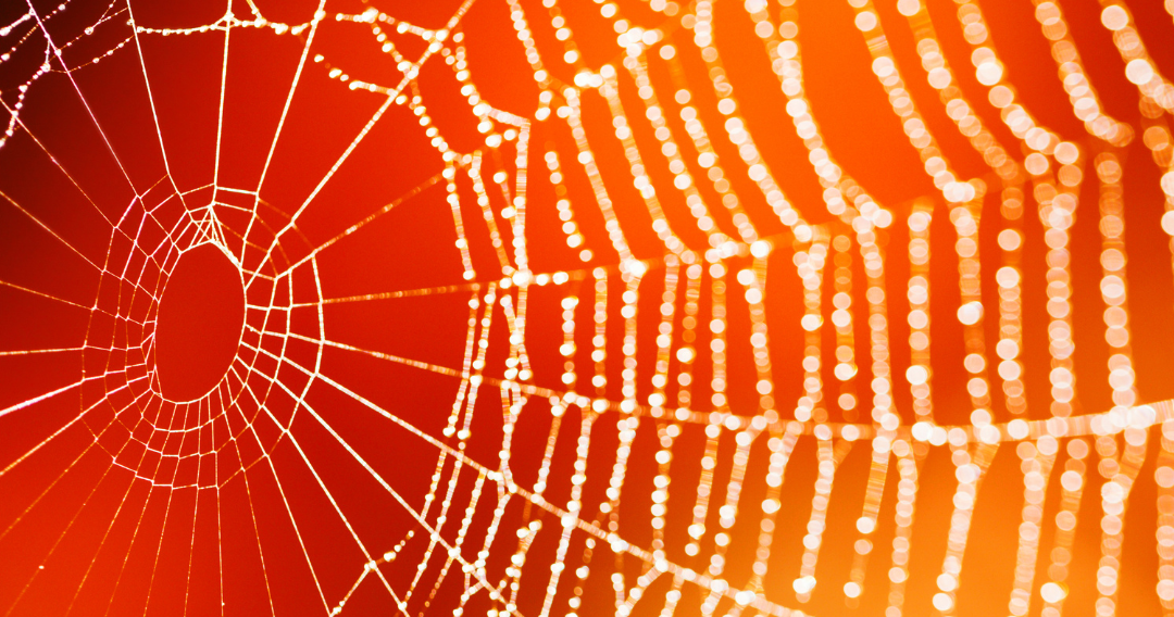Bruce Beginnings: Spider’s Web - The Bruce Museum