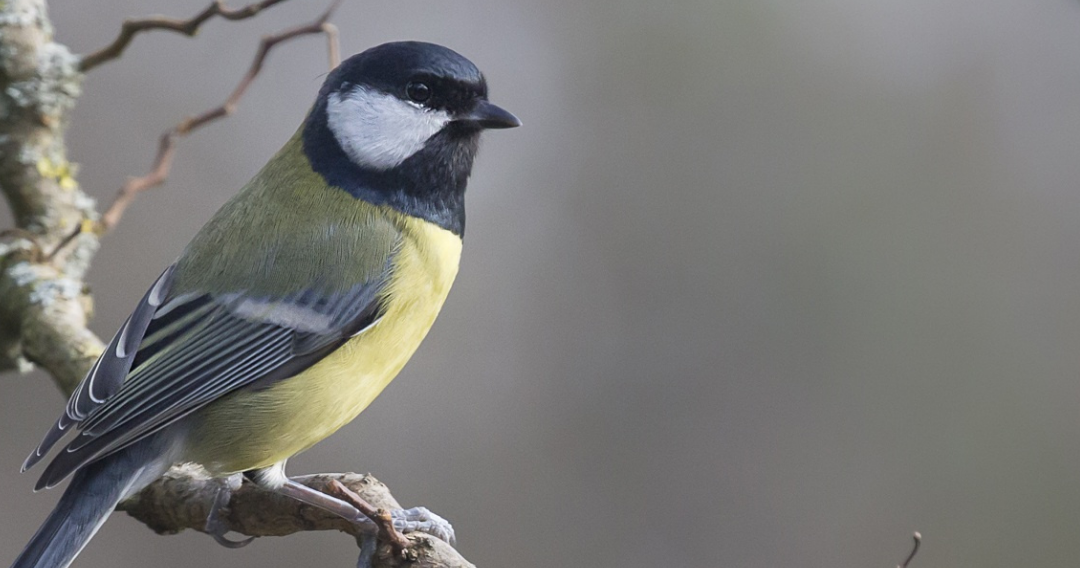 Bruce Beginnings: Spring Birds Return - The Bruce Museum
