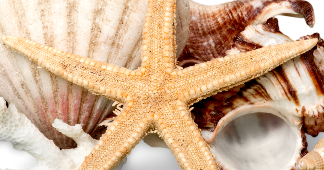 Bruce Beginnings: Symmetrical Seashells - May - The Bruce Museum