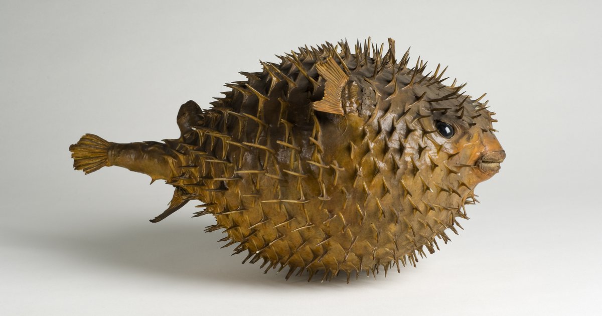 Porcupinefish, Diodon hystrix - The Bruce Museum