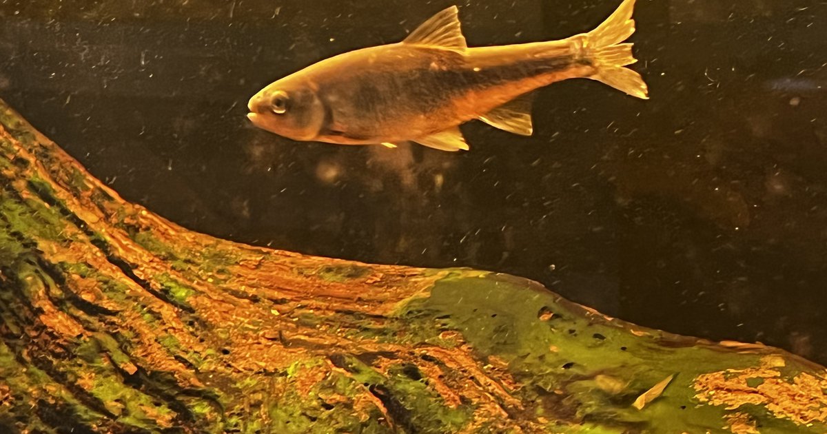 Science Solvers: Fish in the Long Island Sound - The Bruce Museum