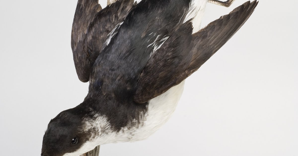 Little Auk, Alle alle - The Bruce Museum