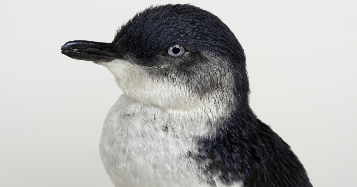 Members-only Celebration of Penguins! Past and Present and the Robert R ...