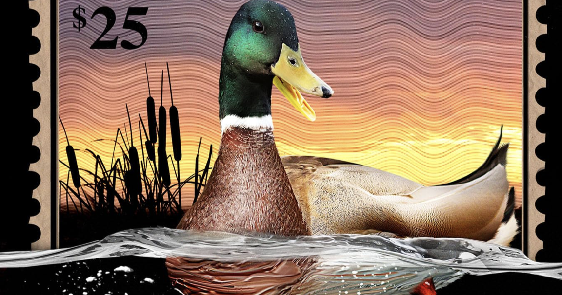 Bruce Experiences: The Million Dollar Duck–Q&A - The Bruce Museum