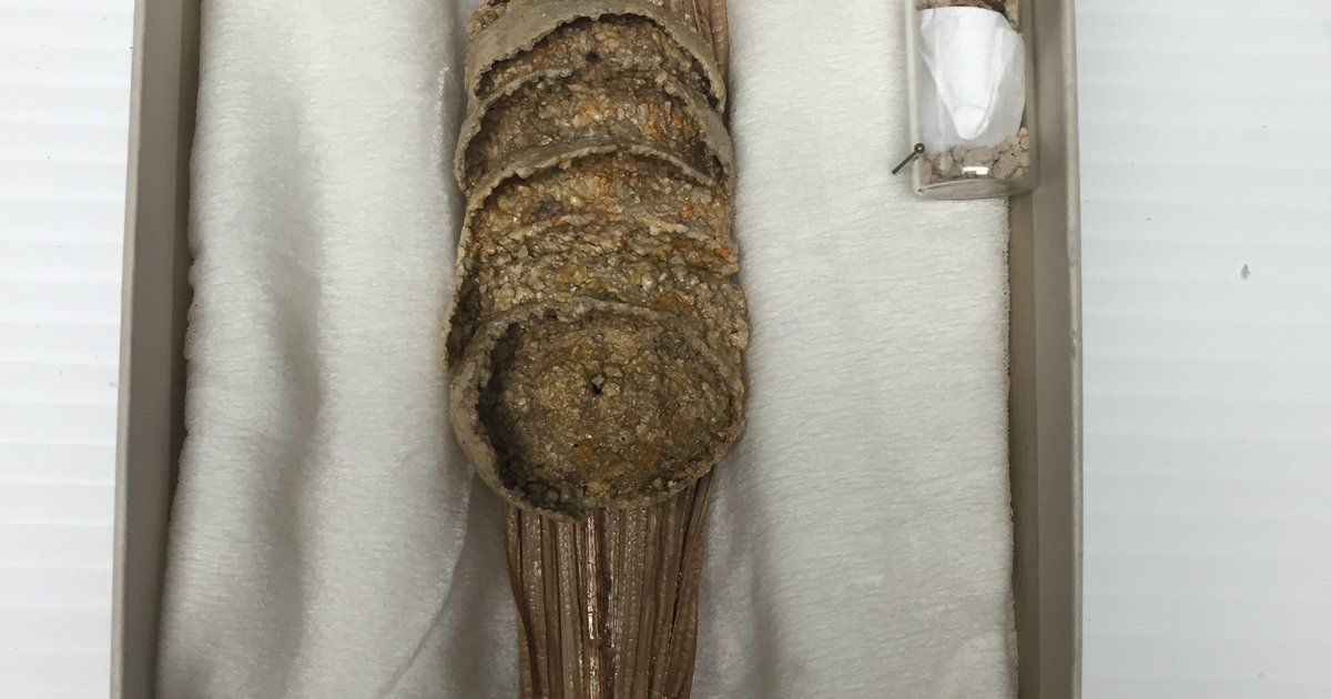 Mud Wasp Nest, Trigonopsis howesi - The Bruce Museum