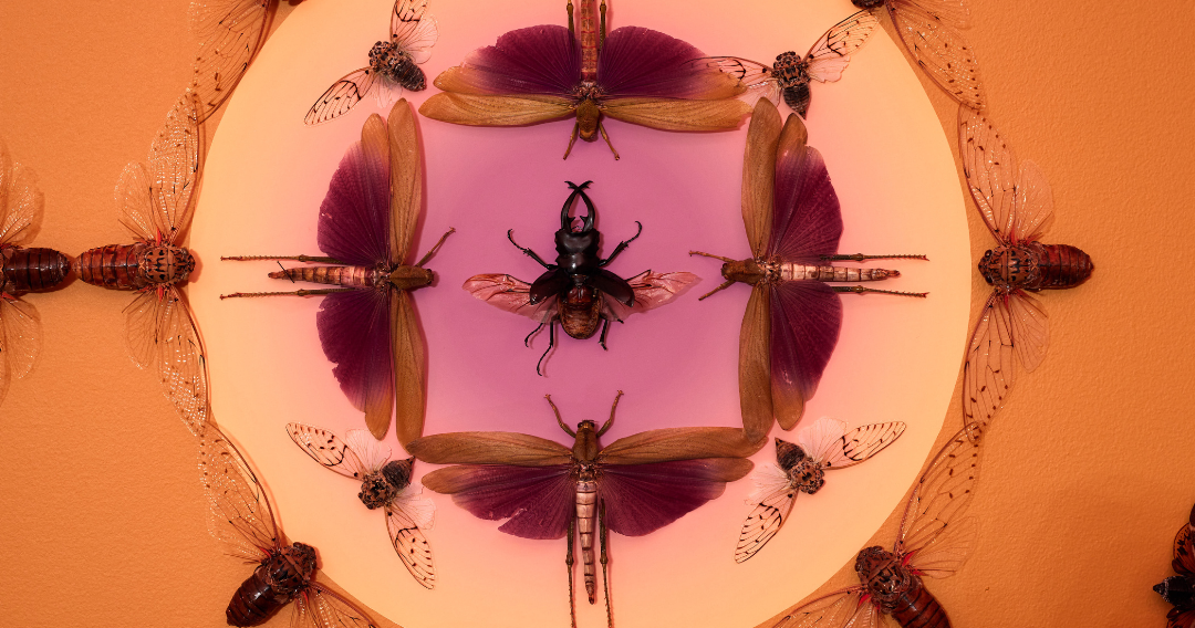 Science Solvers: Cicadas - The Bruce Museum