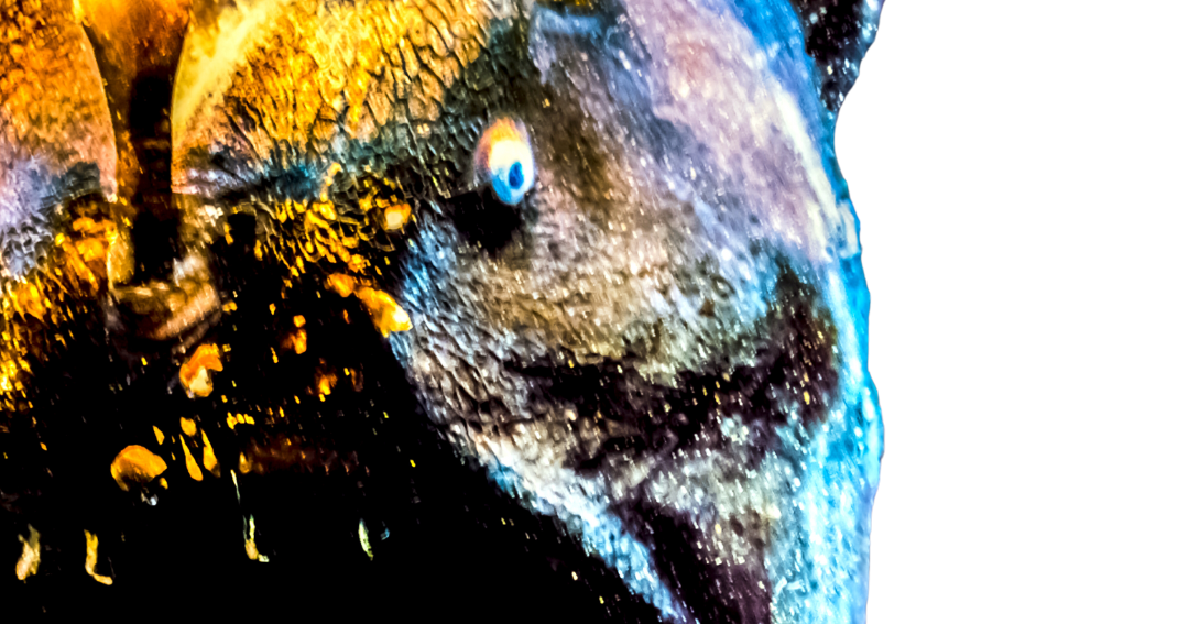 Science Solvers: Creature Creators - The Bruce Museum