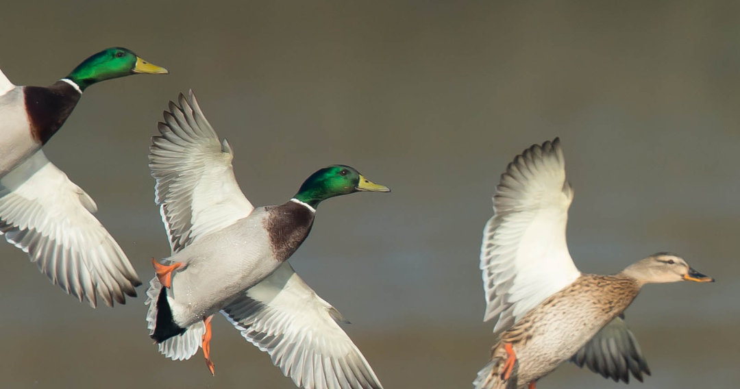Science Solvers: Ducks! - The Bruce Museum