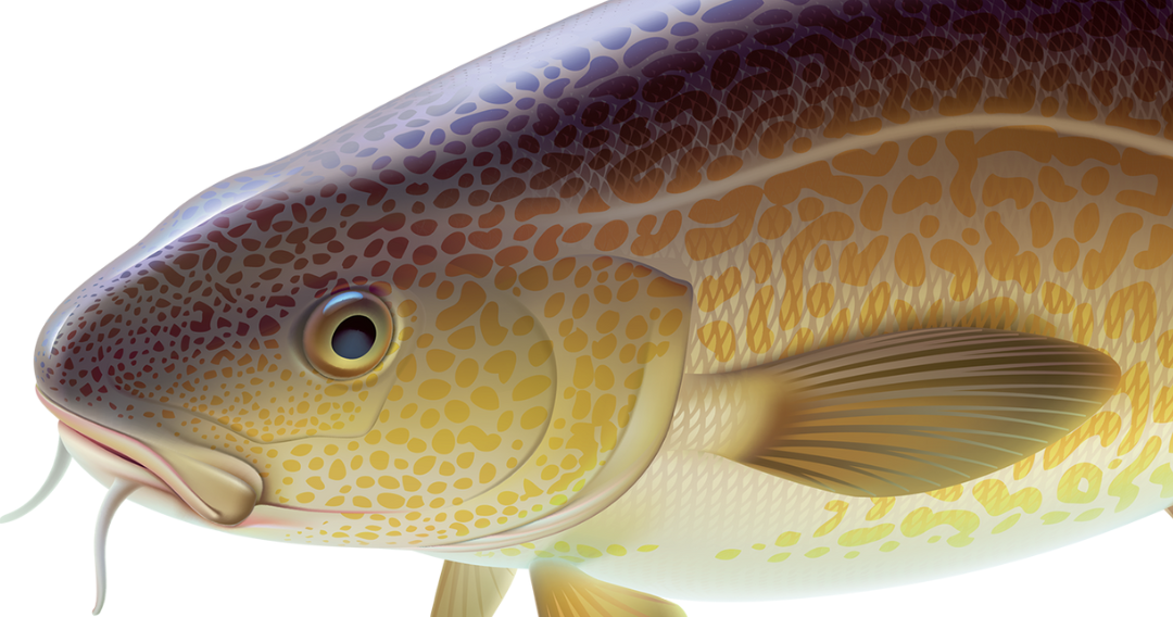 Science Solvers: : Long Island Sound - The Bruce Museum