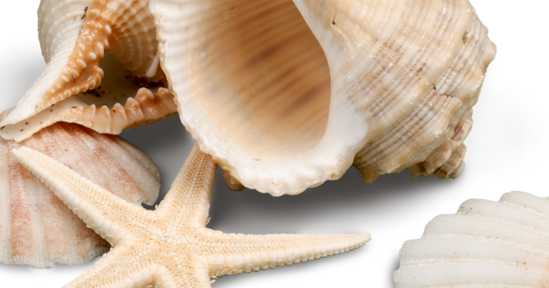 Science Solvers: Shell Explorers - The Bruce Museum