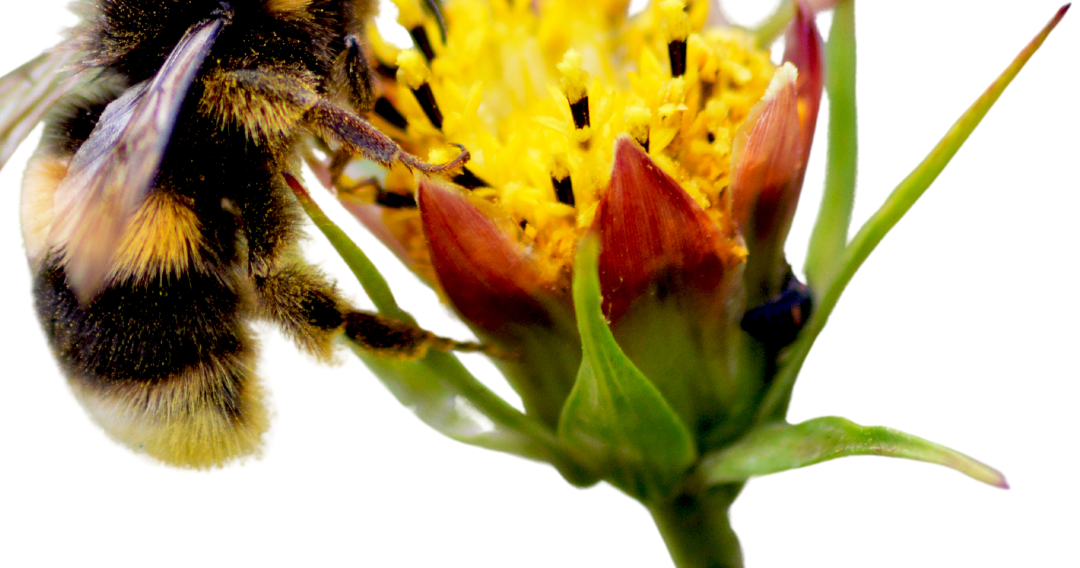 Science Solvers: Spring Pollinators - The Bruce Museum