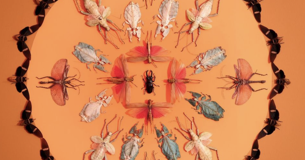 Bruce Presents: How Bugs Shaped Art: Exploring the Role of Insects in ...