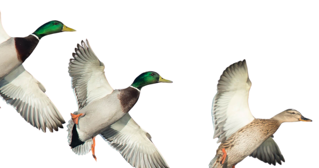 Science Solvers: Ducks - The Bruce Museum