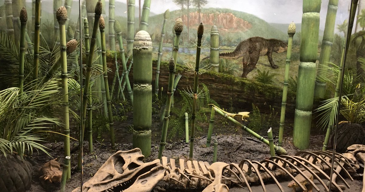 Creating A Triassic Diorama - The Bruce Museum