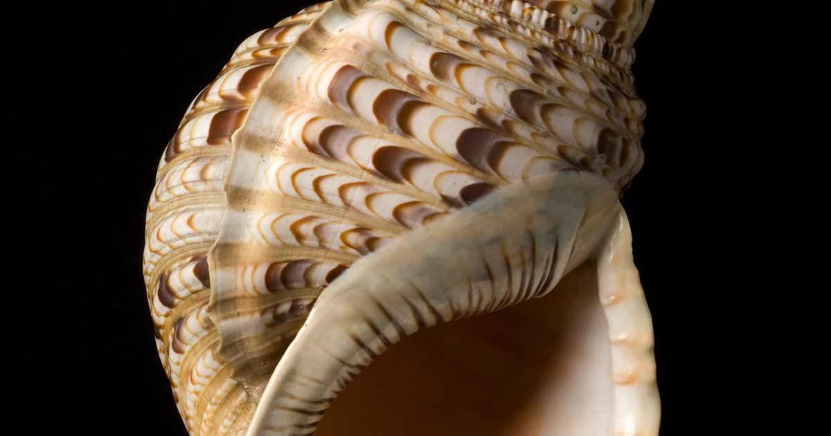 Triton’s Trumpet, Charonia tritonis - The Bruce Museum