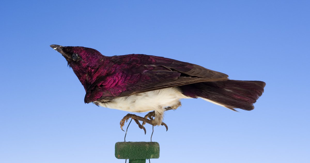 Violet-backed Starling, Cinnyricinclus leucogaste - The Bruce Museum