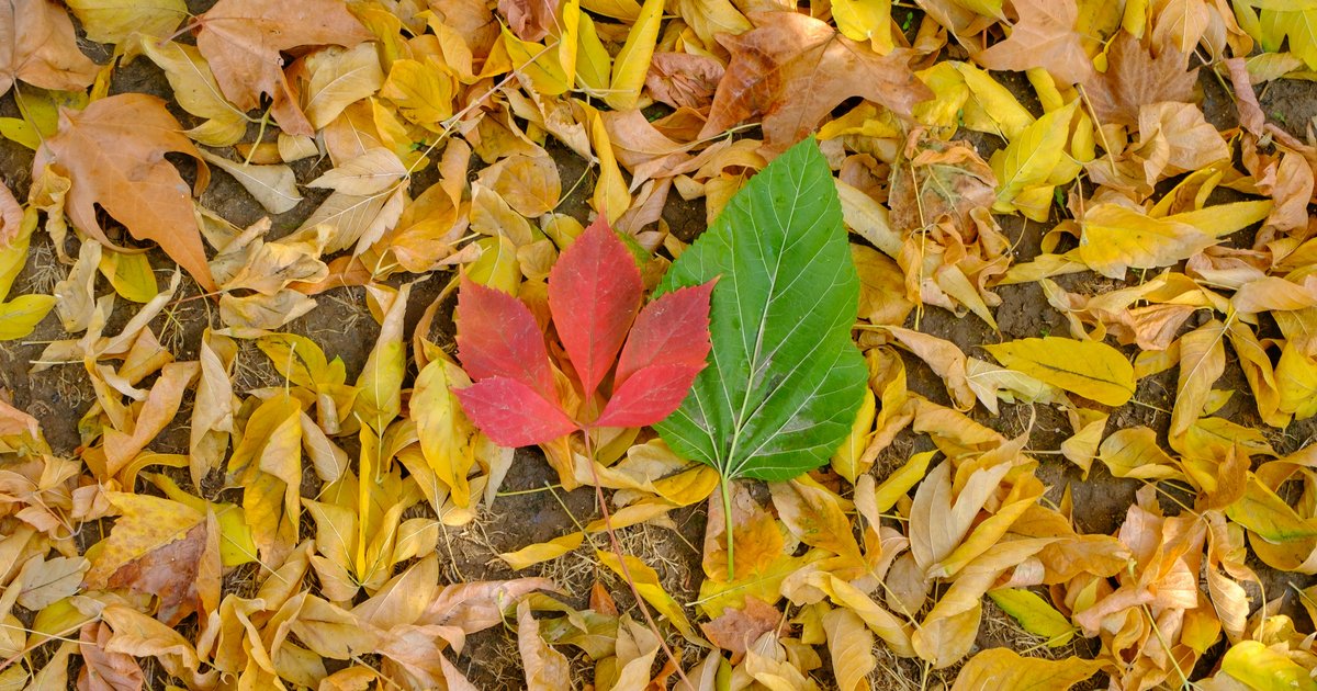 Bruce Beginnings Junior: Fall Colors - The Bruce Museum