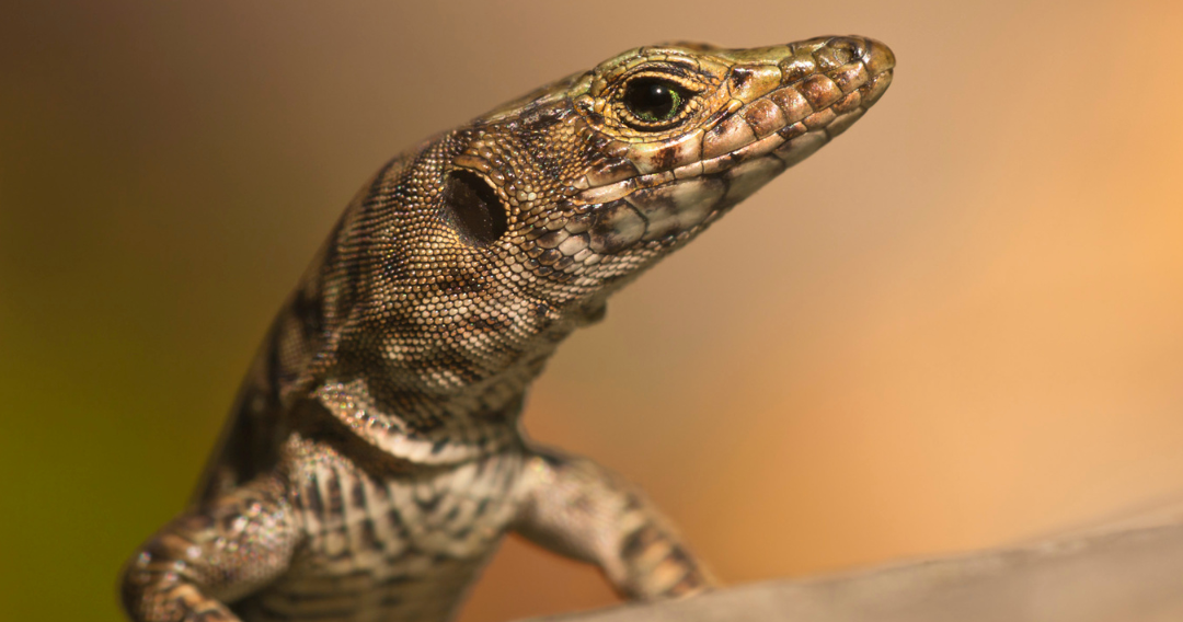 Bruce Beginnings: Lizards - The Bruce Museum